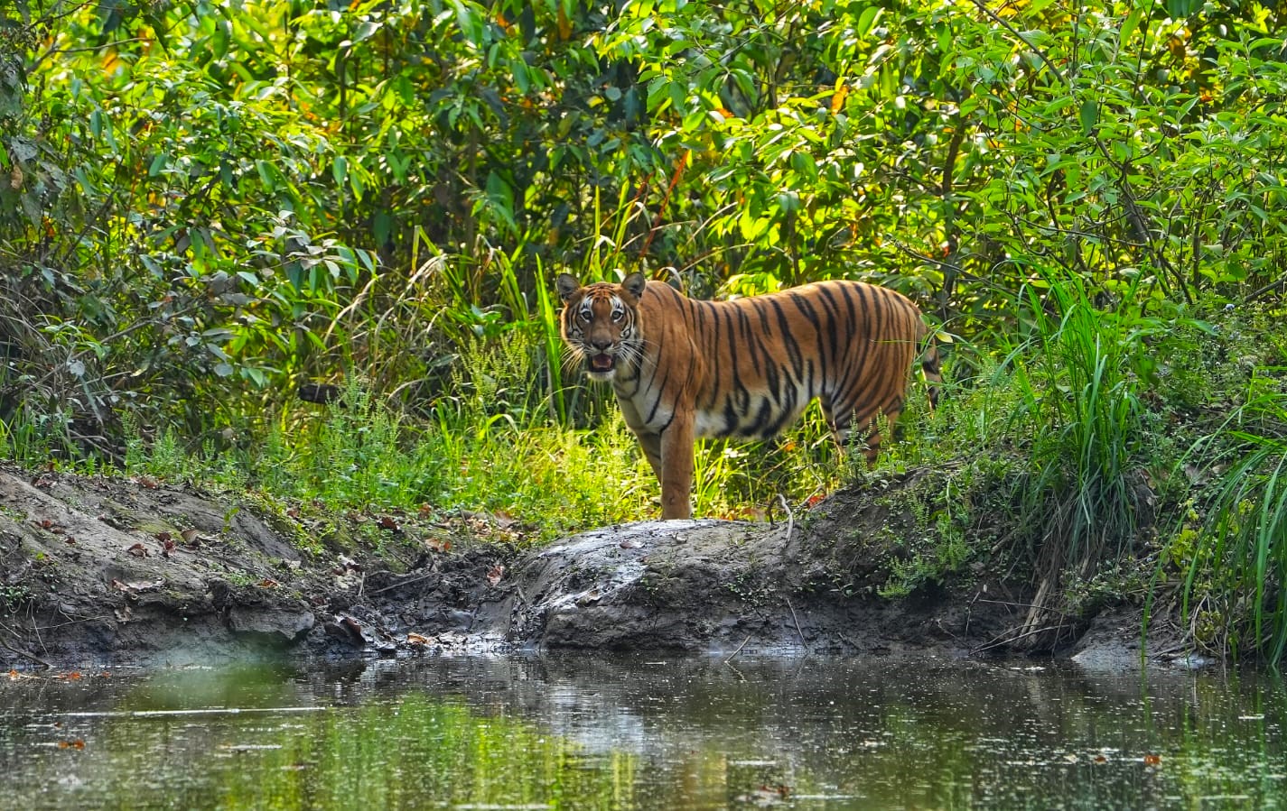 LADIES FIRST – TRACKING TIGERS WITH BARDIA’S QUEENS OF THE JUNGLE - The ...