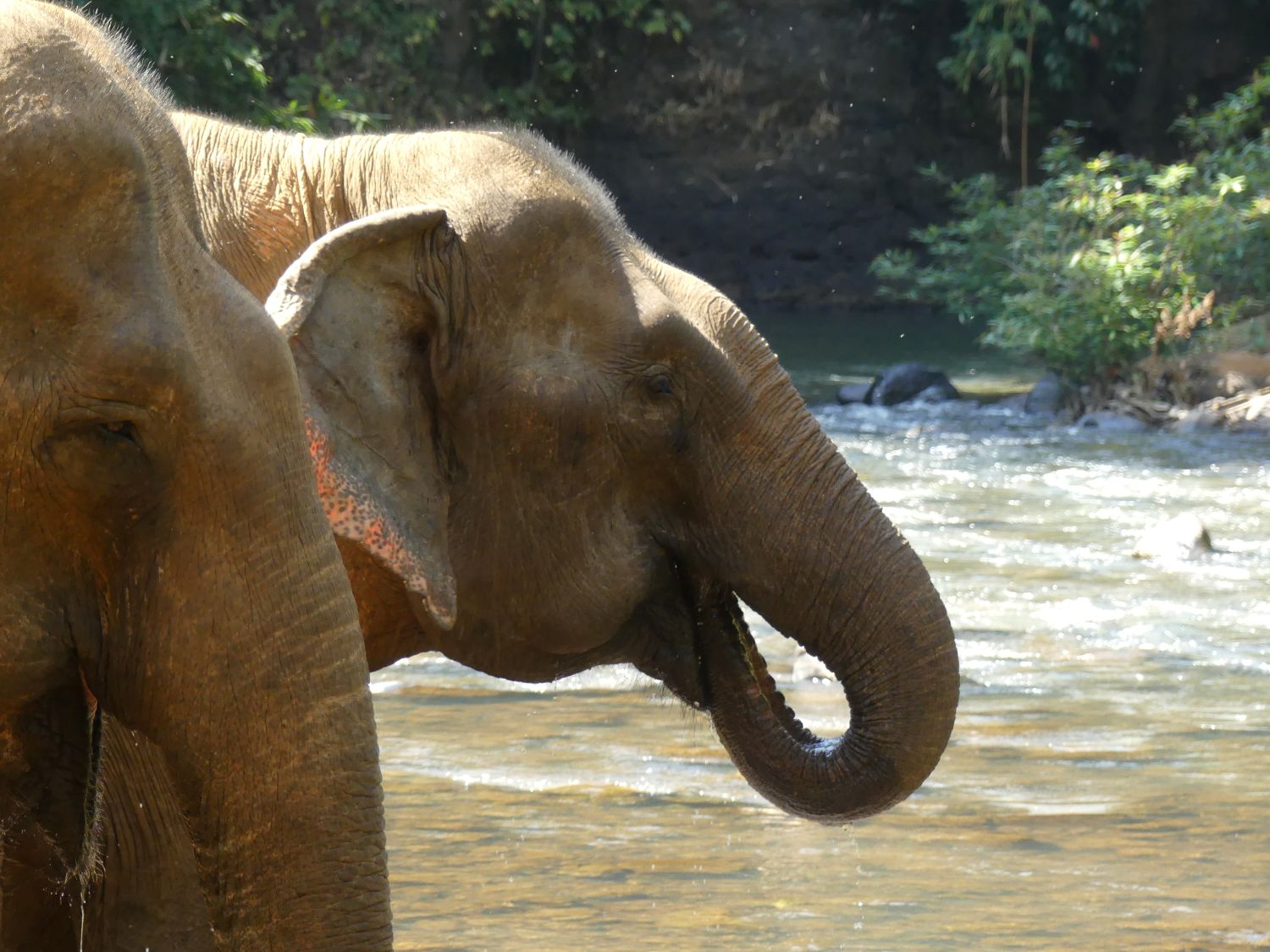 A PATH TO A BETTER FUTURE: ELEPHANTS AND ECO-TOURISM IN CAMBODIA’S WILD ...